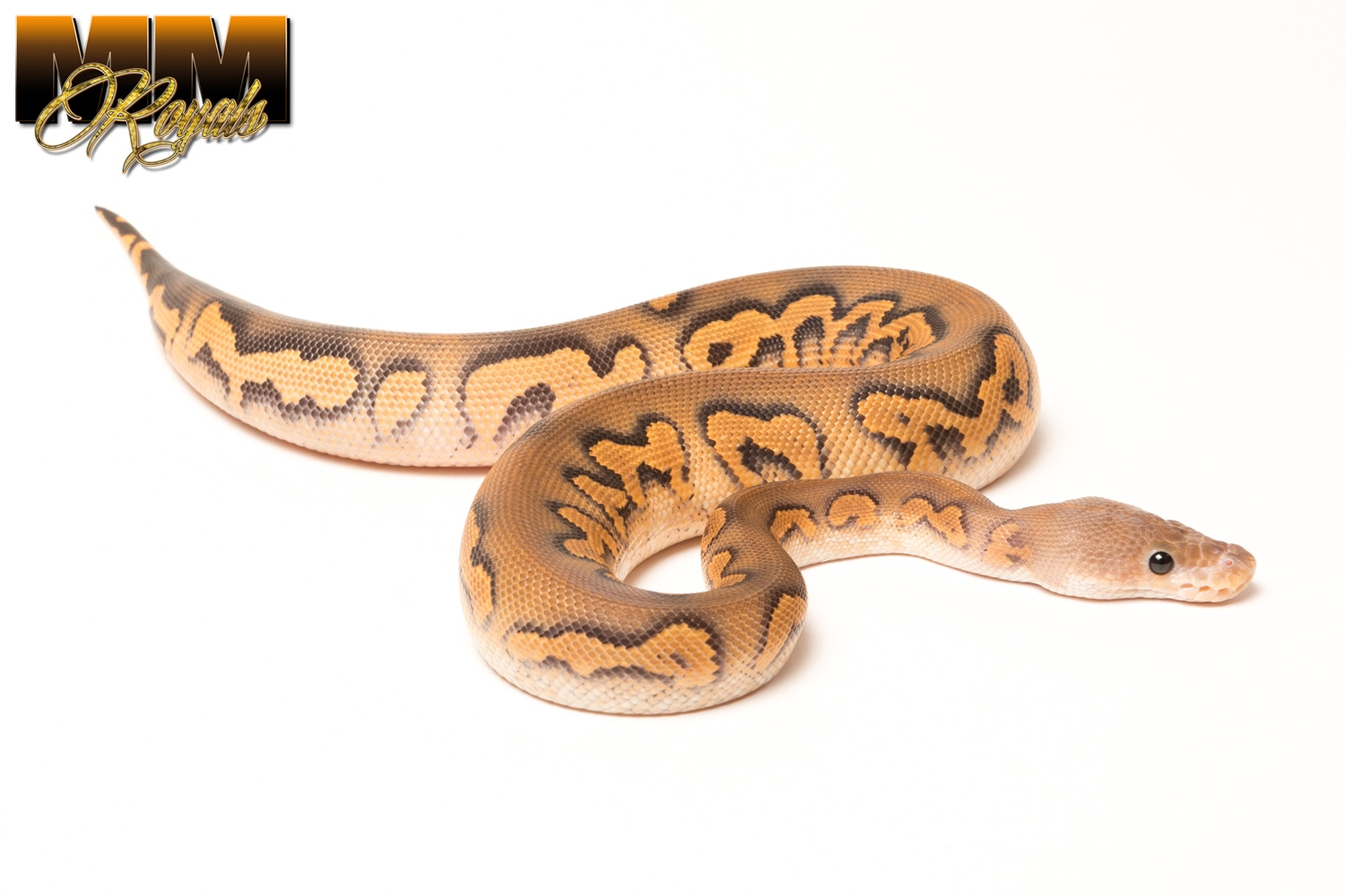 Wookie Black Pastel Fire Yellow Belly Clown Ball Python by MM Royals ...