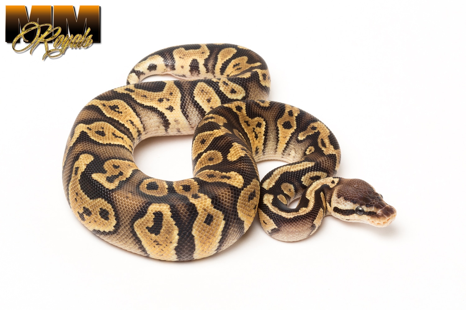 Wookie Pastel YB 100% Het Clown Ball Python by MM Royals - MorphMarket