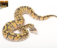 Orange Ghost Ball Pythons for Sale - MorphMarket US & Canada