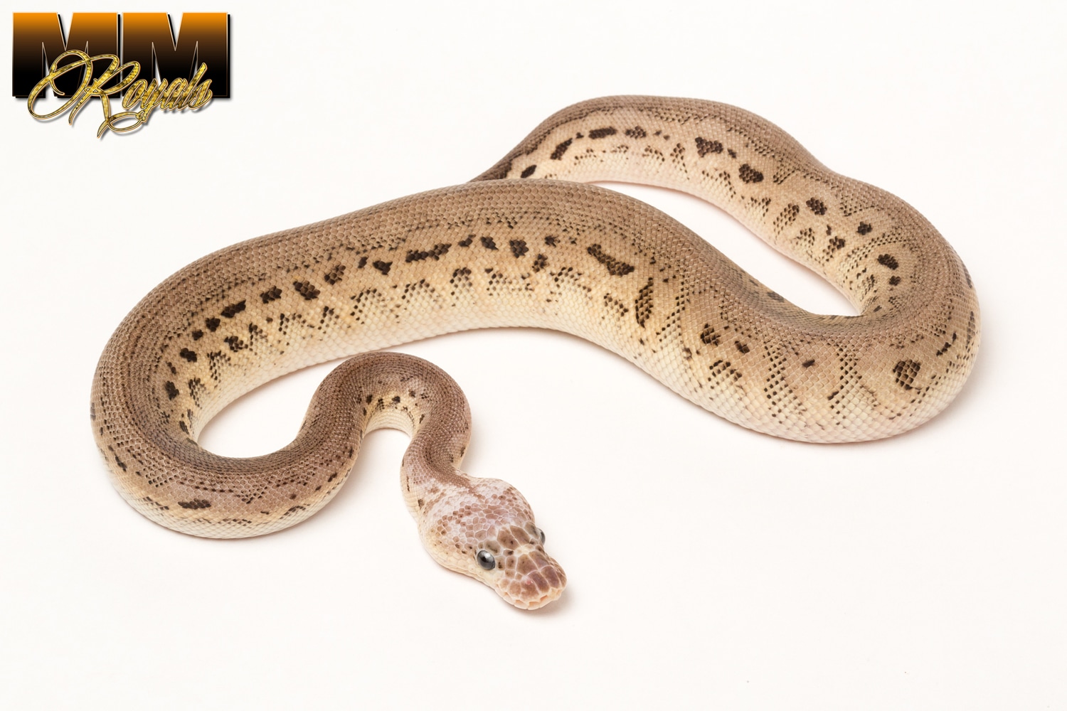 Black Pewter Clown Ball Python by MM Royals - MorphMarket
