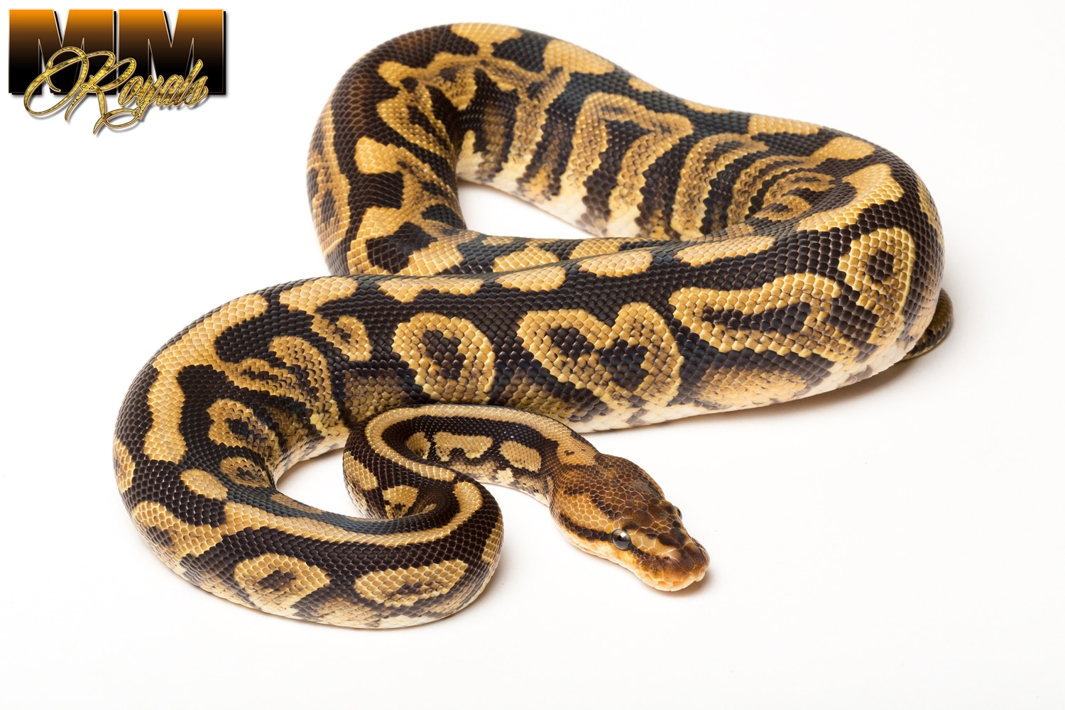 Wookie Spotnose YB 100% Het Clown Ball Python by MM Royals - MorphMarket