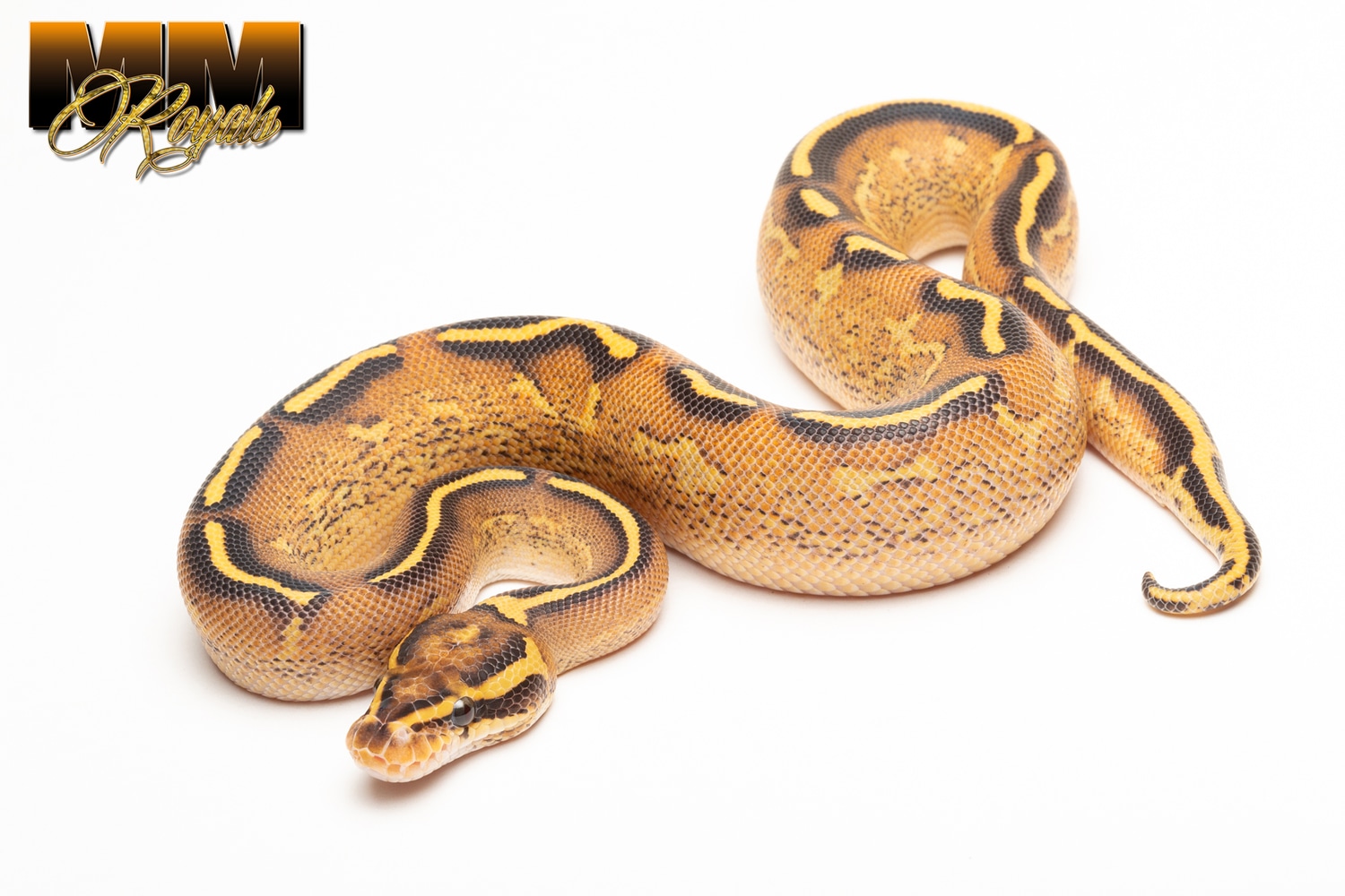 Freeway Het Clown (Probable Fire) Ball Python by MM Royals - MorphMarket