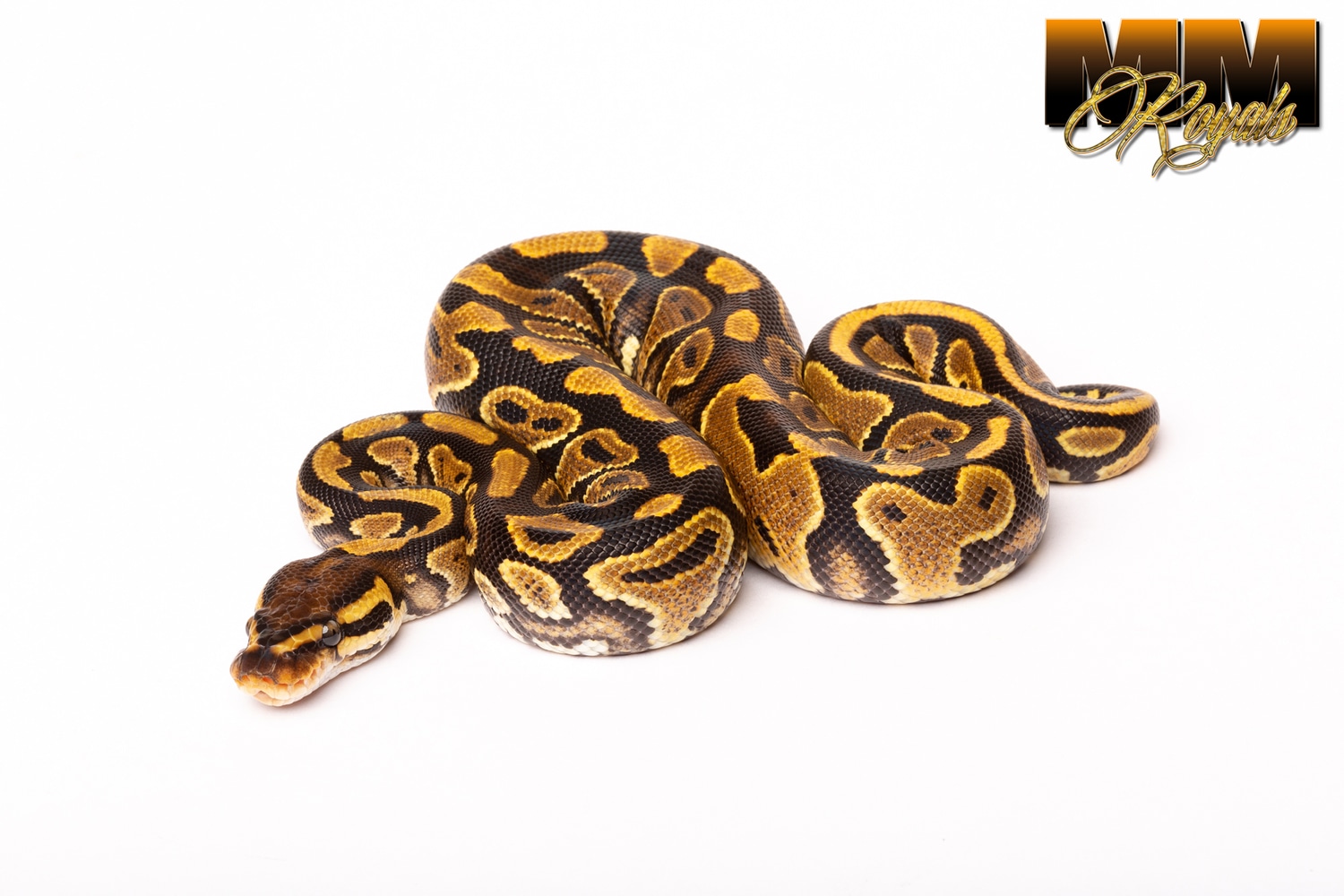 Asphalt Het Clown Ball Python by MM Royals - MorphMarket