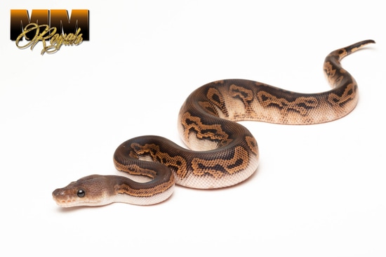 Wookie Black Pastel YB Clown Ball Python by MM Royals