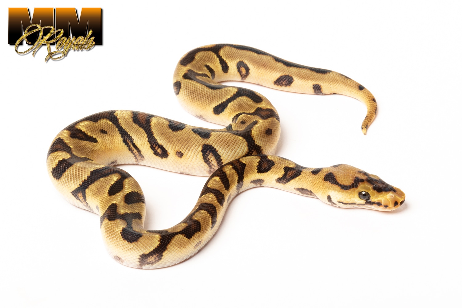 Enich Spotnose Clown Ball Python by MM Royals - MorphMarket