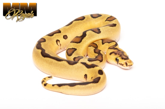 Fire Enchi Clown Ball Python by MM Royals
