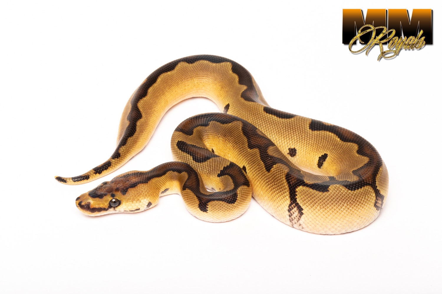 Enchi Clown Ball Python by MM Royals - MorphMarket