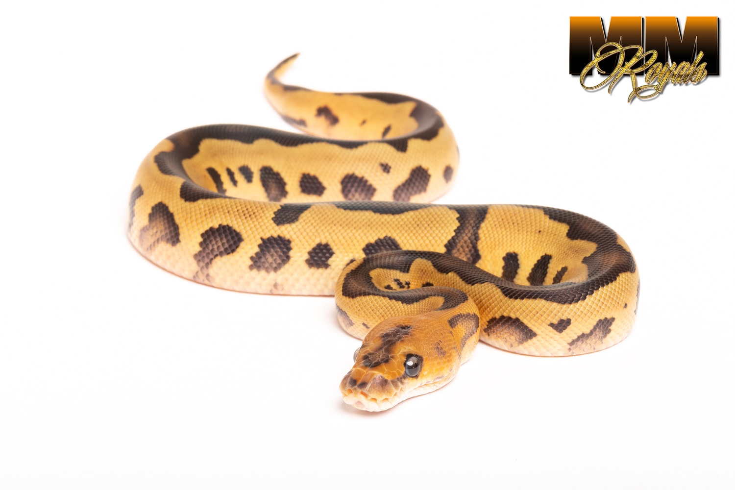 Fire Leopard Clown (Poss YB) Ball Python by MM Royals - MorphMarket