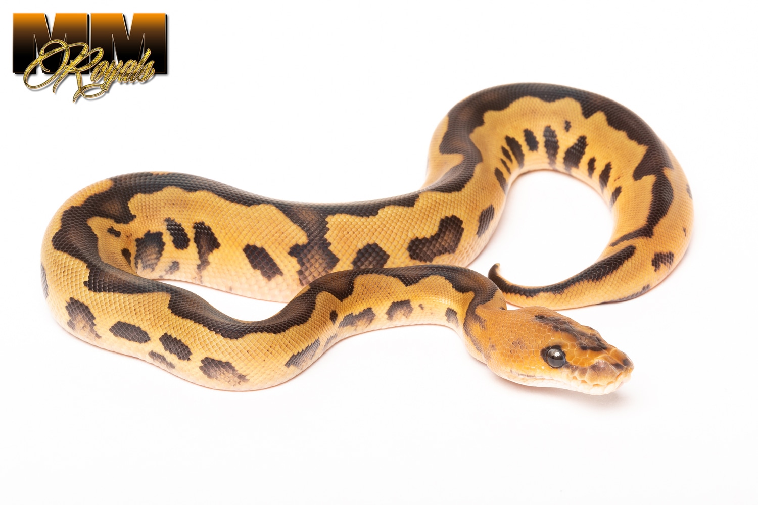 Fire Leopard Clown (Poss YB) Ball Python by MM Royals - MorphMarket