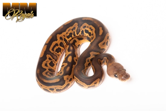 Black Pastel Leopard Clown Ball Python by MM Royals