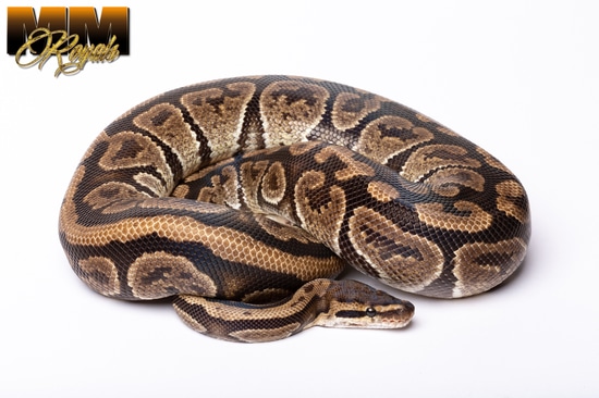 Proven Grim Het Clown Ball Python by MM Royals