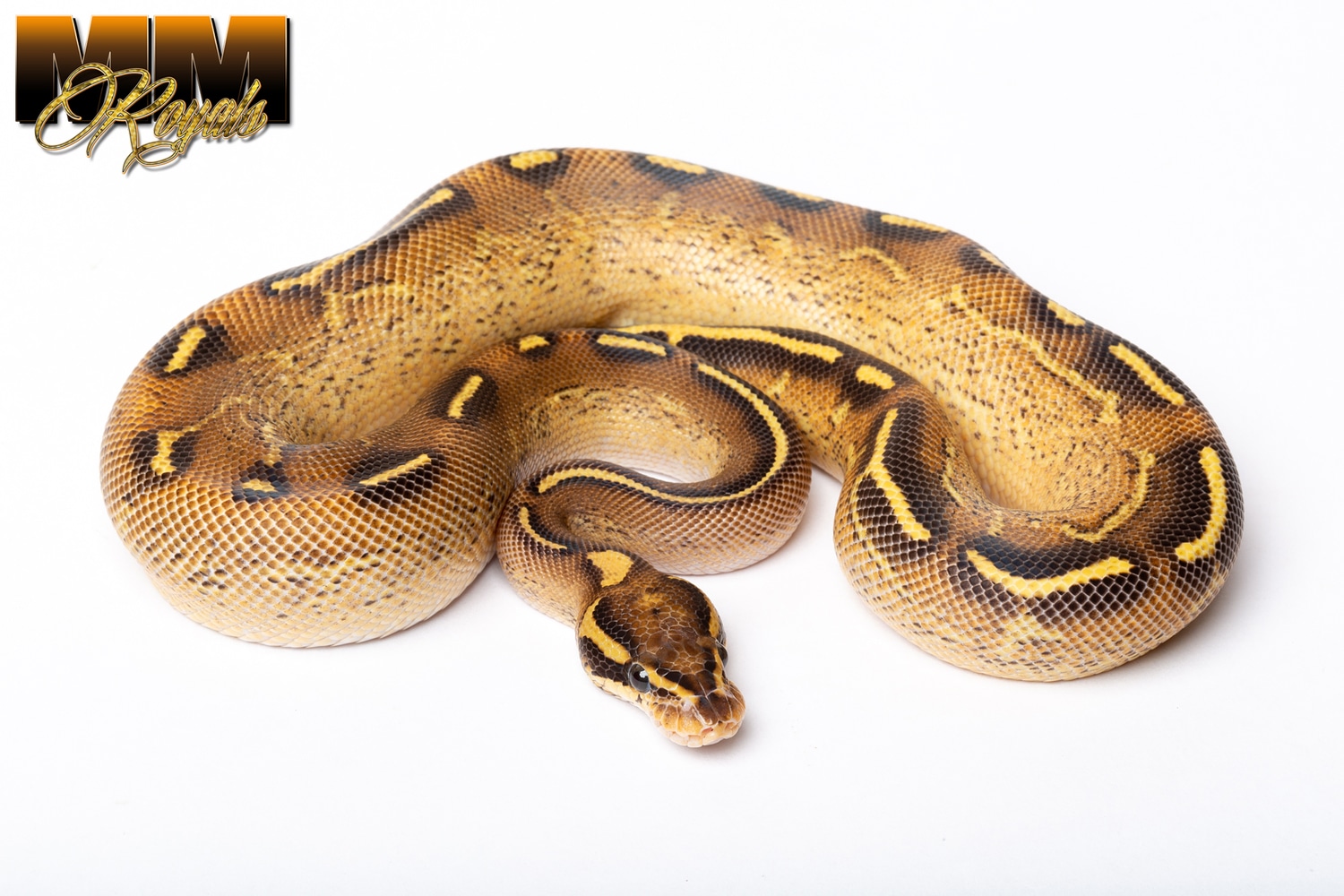 Freeway Het Clown Ball Python by MM Royals - MorphMarket