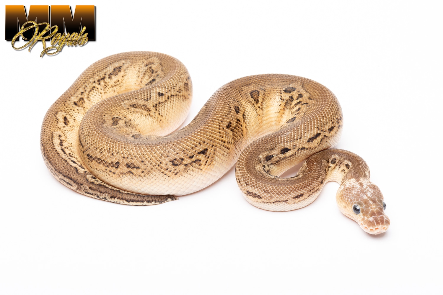 Black Pewter Wookie Clown Ball Python by MM Royals - MorphMarket