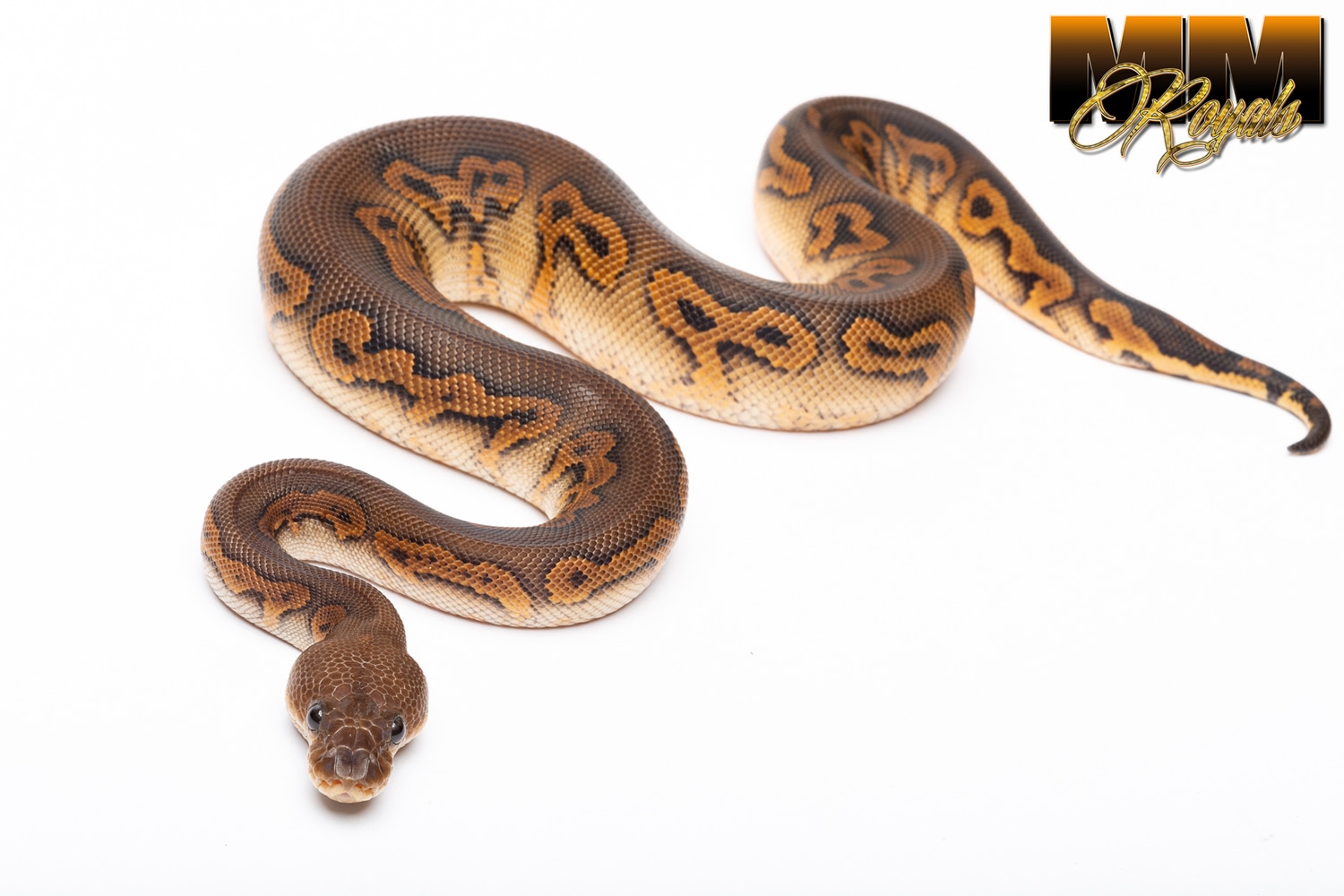 Wookie Black Pastel Yellow Belly Clown Ball Python by MM Royals ...
