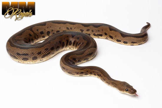 Proven Breeder - Black Pastel Leopard Wookie Clown Ball Python by MM Royals