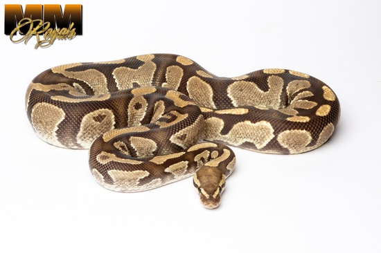 Proven Breeder - Fire Dh Clown/Orange Ghost Ball Python by MM Royals