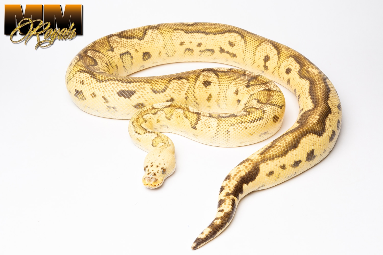 Proven Breeder - Firefly Clown Ball Python by MM Royals - MorphMarket