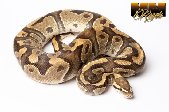 Proven Breeder - Fire Dh Clown/Orange Ghost Ball Python by MM Royals