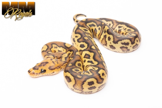 Grim Fire Clown Ball Python by MM Royals