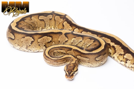 Asphalt Specter Ball Python by MM Royals