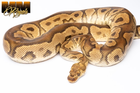 Yellow Belly Clown (Proven) Ball Python by MM Royals