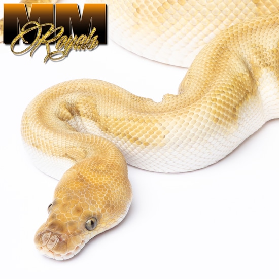 Butter Wookie Clown RTB Ball Python by MM Royals