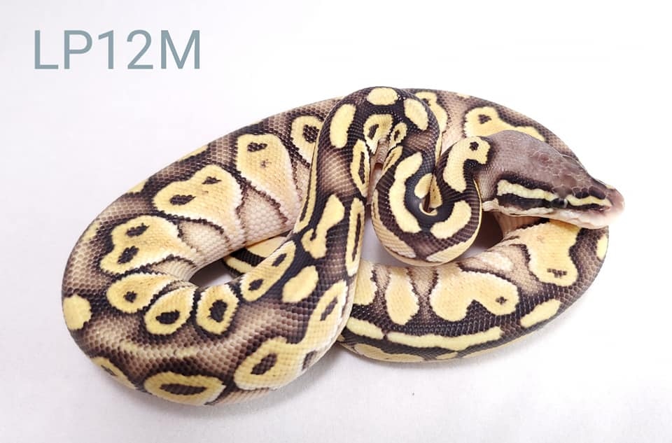 Lesser Pastel Ball Python by Shay's Serpents - MorphMarket