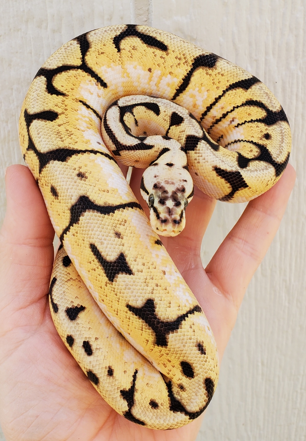 Bumblebee Ball Python by Shay's Serpents - MorphMarket