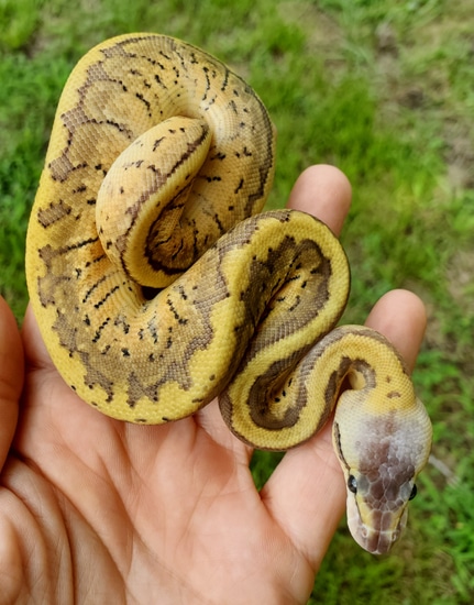 Lemon Blast Het DG Ball Python by Shay's Serpents