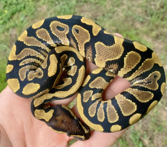 Yellow Belly Het DG Ball Python by Shay's Serpents