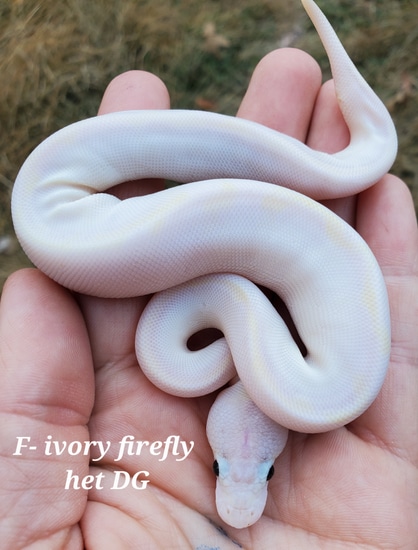Ivory Firefly Het DG Ball Python by Shay's Serpents