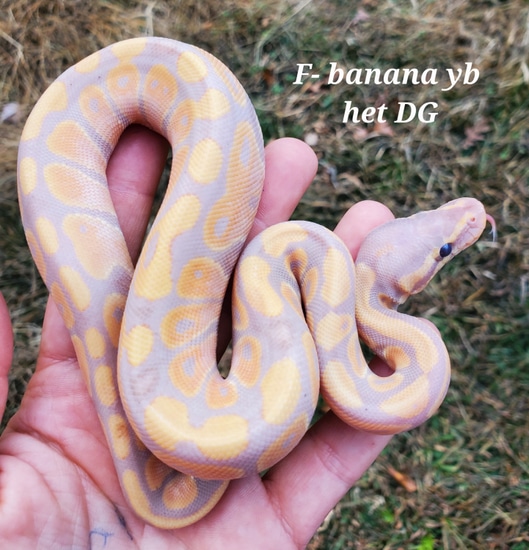 Banana YB Het DG Ball Python by Shay's Serpents