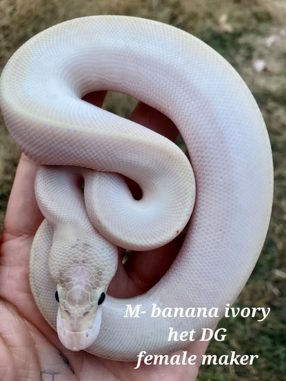 Banana Ivory Het DG- Female Maker Ball Python by Shay's Serpents