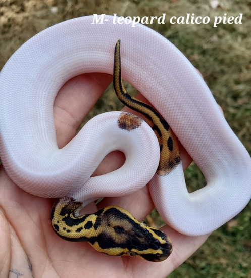 Leopard Calico Pied Ball Python by Shay's Serpents