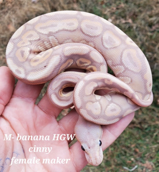Banana HGW Cinny- Female Maker Ball Python by Shay's Serpents