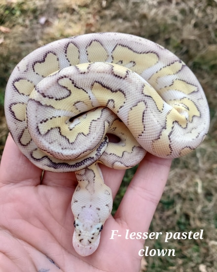 Lesser Pastel Clown Ball Python by Shay's Serpents