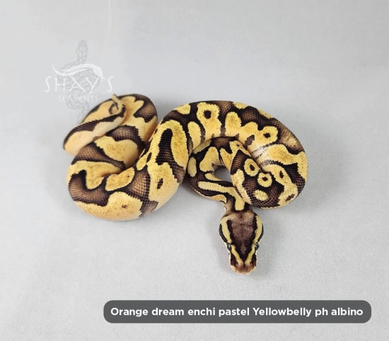 OD Enchi Pastel YB Ph Albino Ball Python by Shay's Serpents