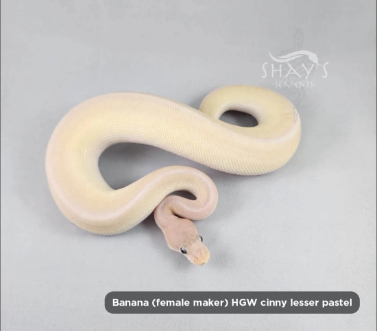 Banana (Fm Maker) Cinny Lesser HGW Ball Python by Shay's Serpents
