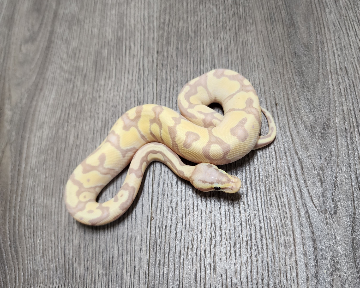 Banana Od Enchi Pastel Ball Python by Shay's Serpents - MorphMarket