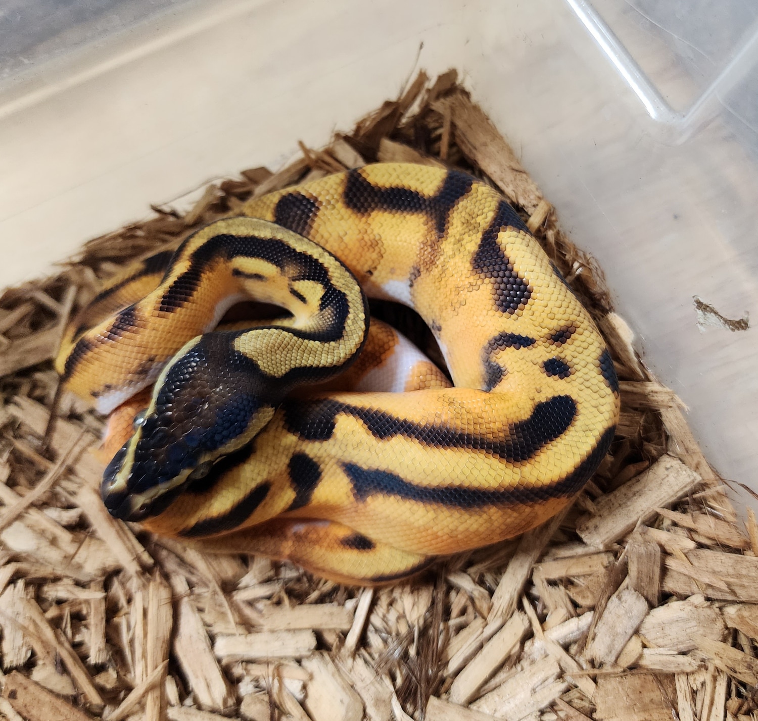 Enchi Orange Dream Pied Ball Python by Shay's Serpents - MorphMarket