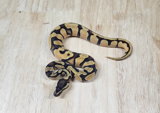 Enchi Orange Dream Fire Het Pied Ball Python by Shay's Serpents
