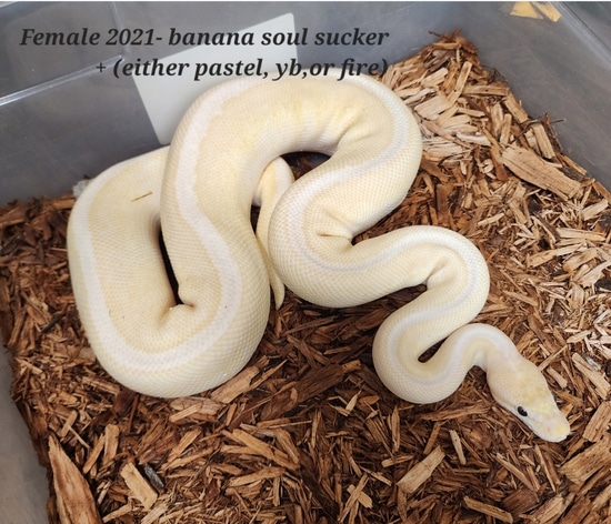Banana Soul Sucker Plus Ball Python by Shay's Serpents