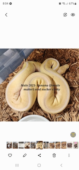 Banana (Fm Maker) Soul Sucker Cinny Ball Python by Shay's Serpents