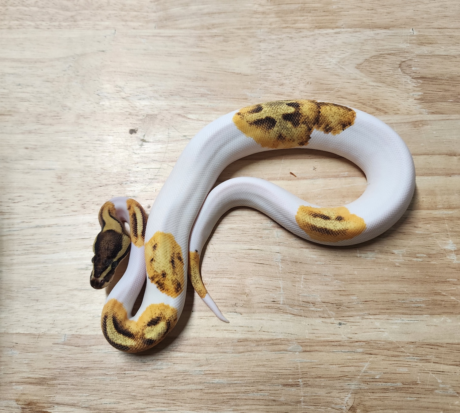 Fire Enchi OD Pied Ball Python by Shay's Serpents - MorphMarket
