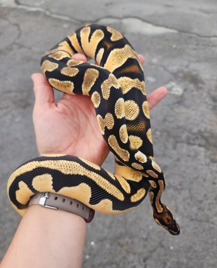 Super OD Pos Het Pied Ball Python by Shay's Serpents