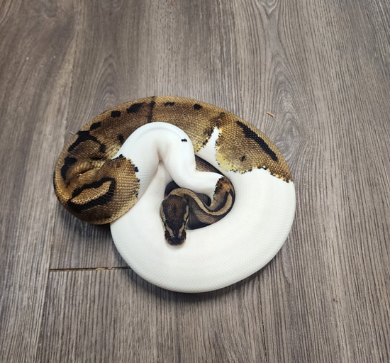 Yellow Belly Pied Ball Python by Shay's Serpents