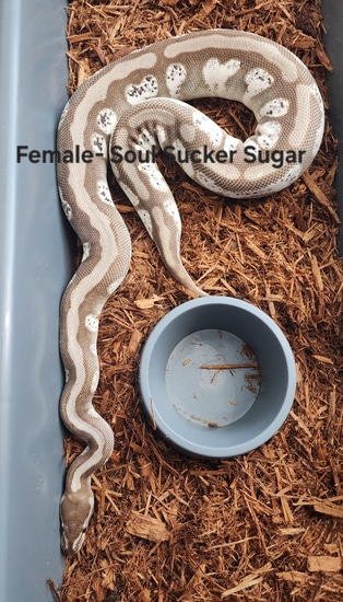 Soul Sucker Sugar Ball Python by Shay's Serpents