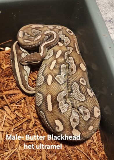 Butter Blackhead Het Ultramel Ball Python by Shay's Serpents