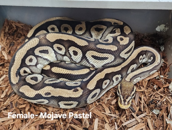 Mojave Pastel Ball Python by Shay's Serpents