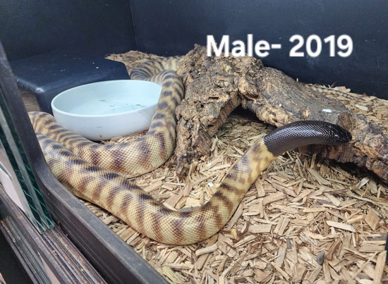 Adult Black-Headed Black-Headed Python by Shay's Serpents